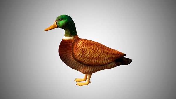 Mallard duck 3D - TurboSquid 1605688