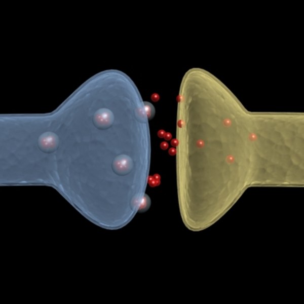 3D Synapse Models | TurboSquid