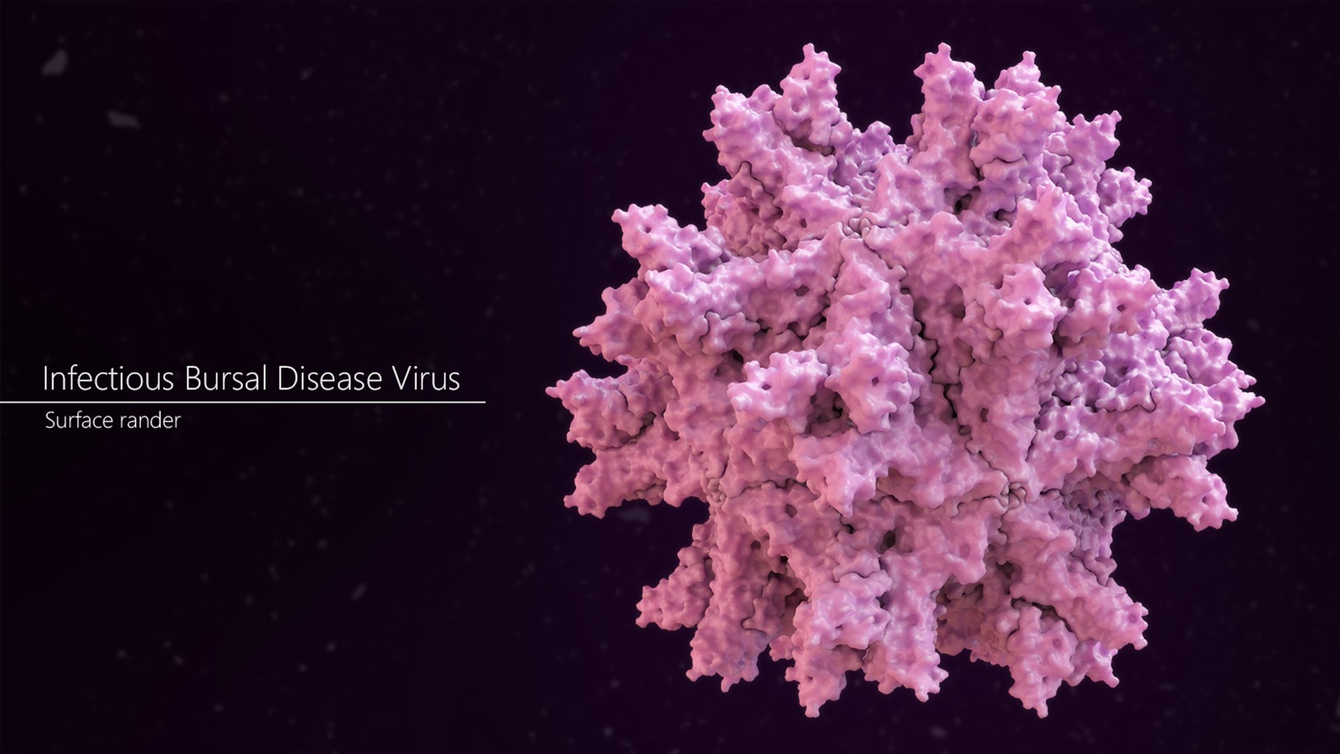 3D Model Infectious Bursal Disease Virus - TurboSquid 1361379