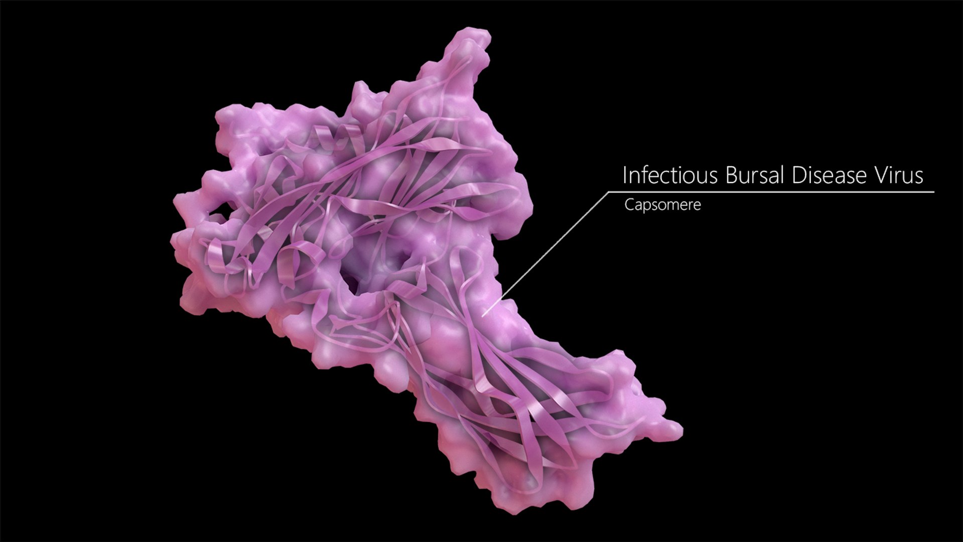 3D Model Infectious Bursal Disease Virus - TurboSquid 1361379