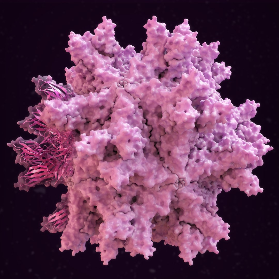 3D Model Infectious Bursal Disease Virus - TurboSquid 1361379