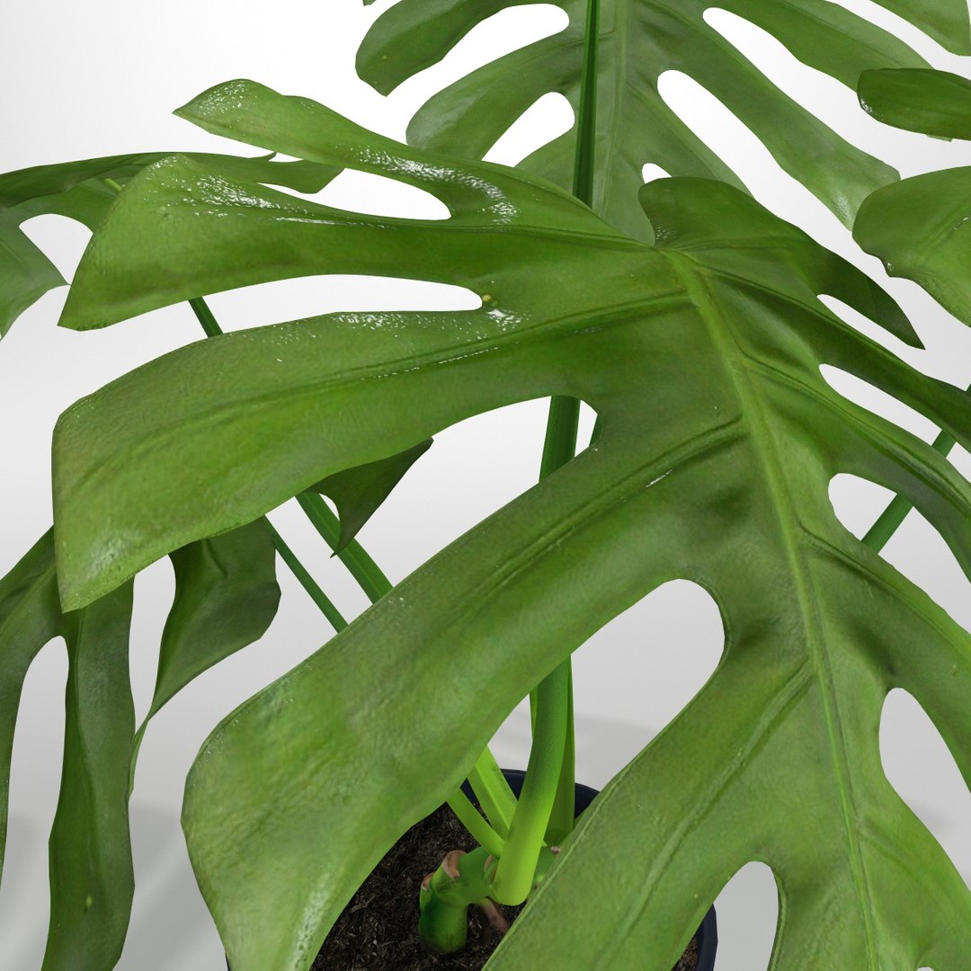 3d Model Monstera Flowering