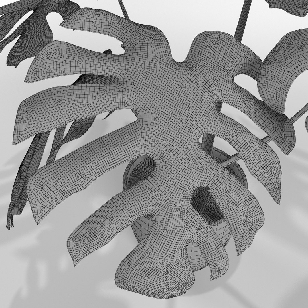 3d Model Monstera Flowering