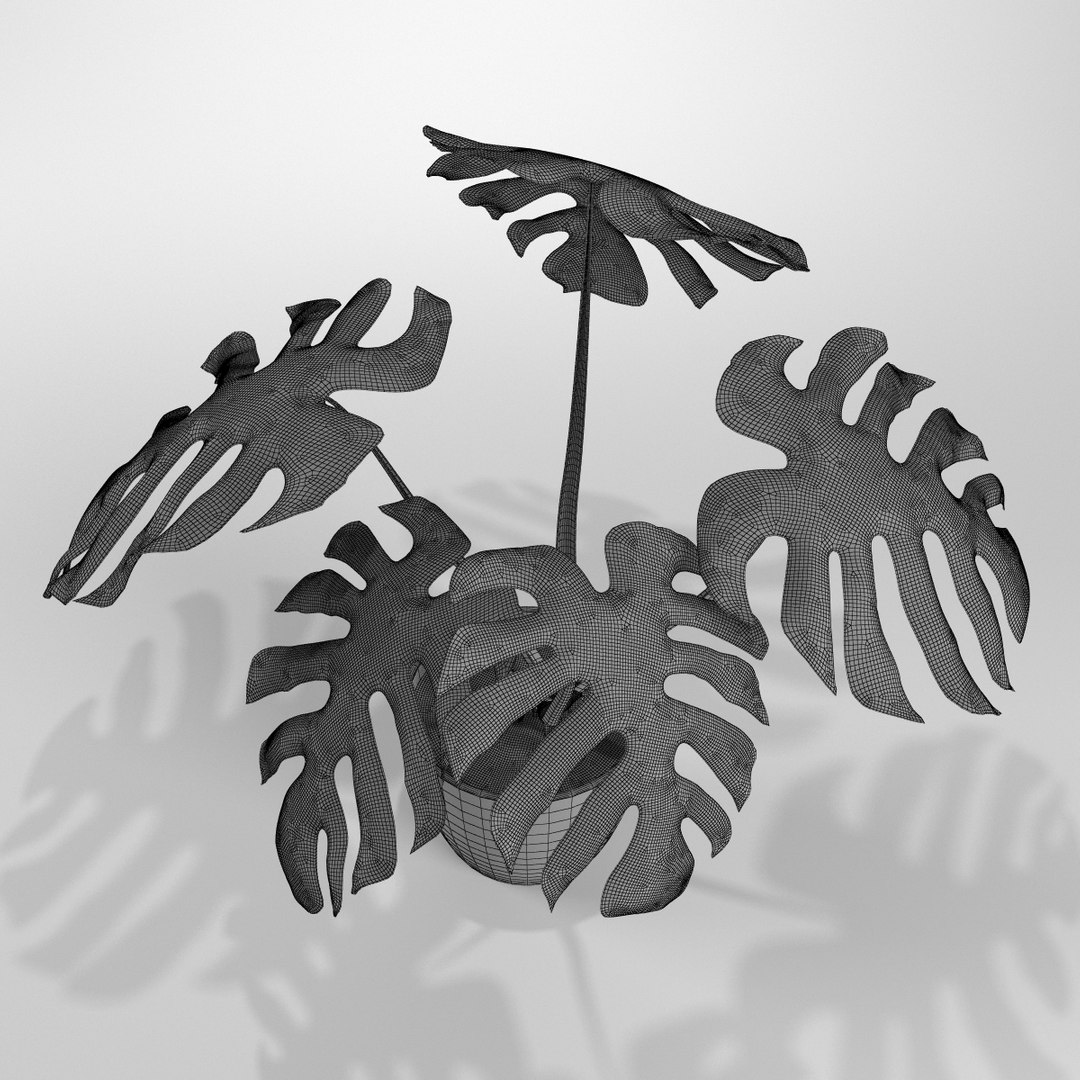 3d Model Monstera Flowering