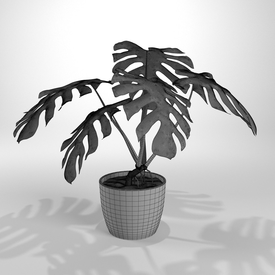 3d Model Monstera Flowering