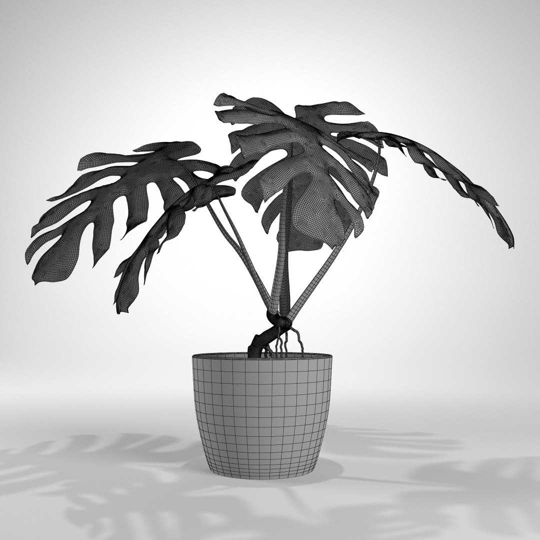 3d Model Monstera Flowering