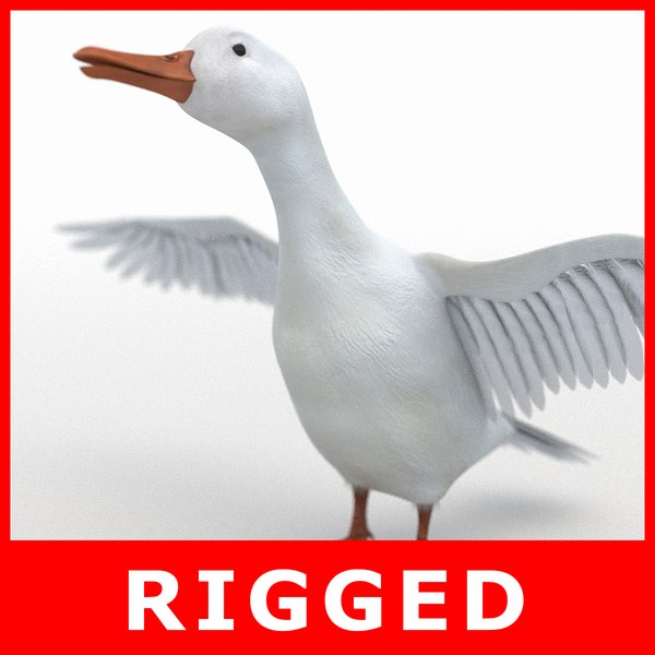 Free 3D Duck Models | TurboSquid