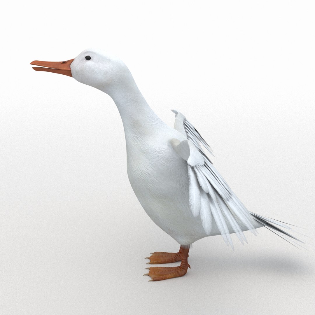 Realistic White Duck Rigging 3D Model - TurboSquid 1201727