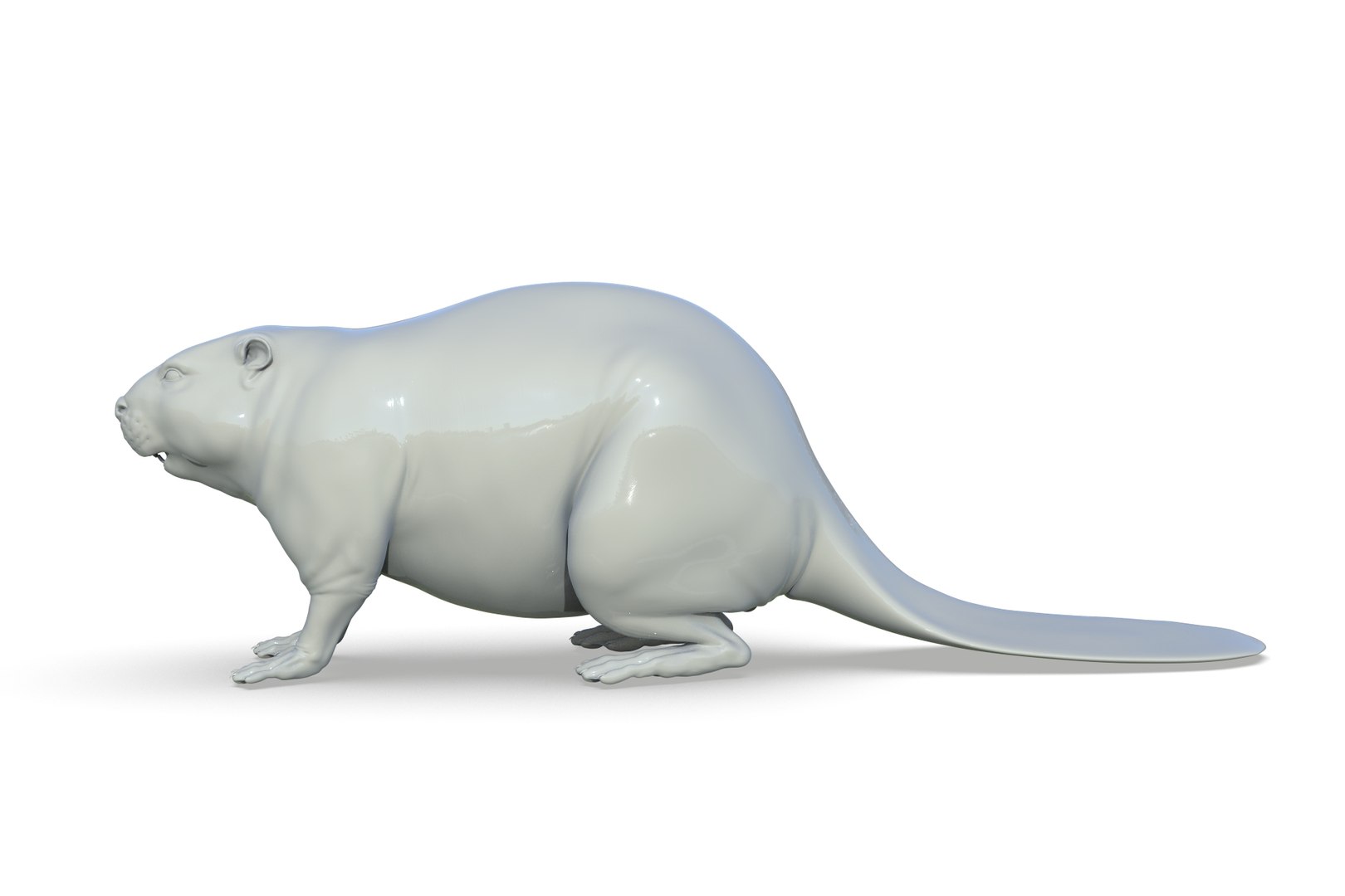 Beaver 3D Model - TurboSquid 2205846