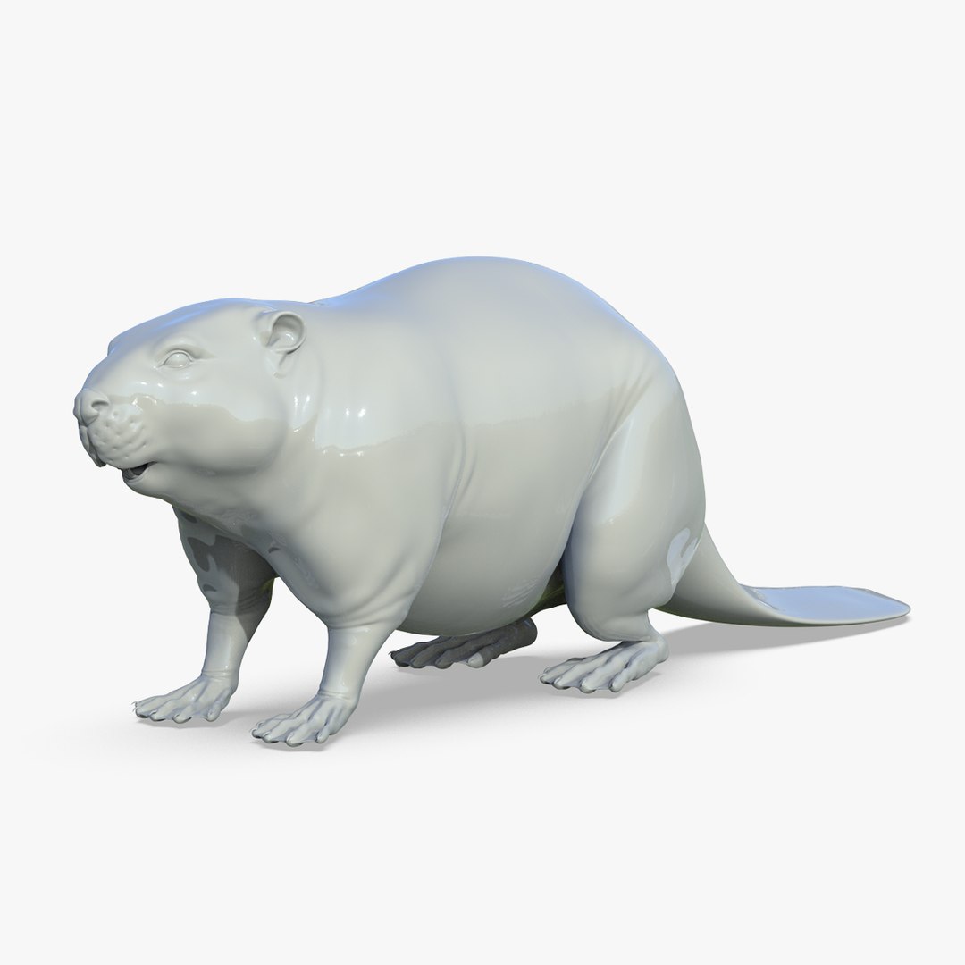 Beaver 3D Model - TurboSquid 2205846