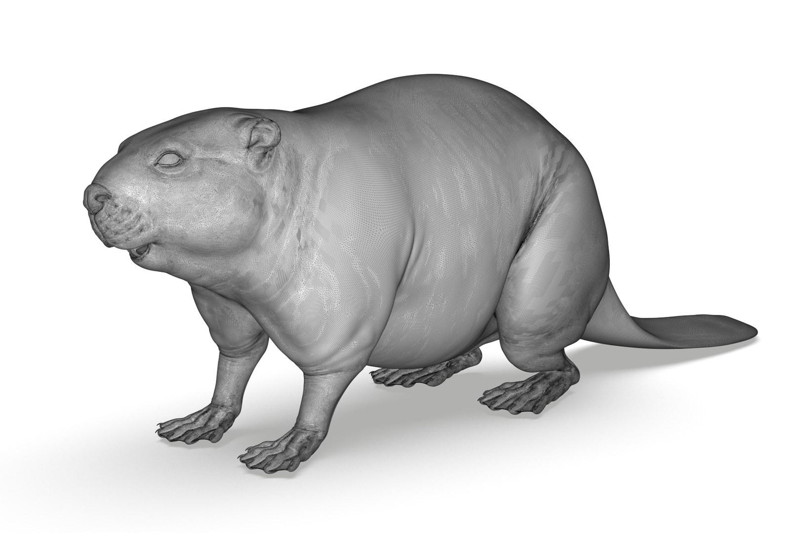 Beaver 3D Model - TurboSquid 2205846