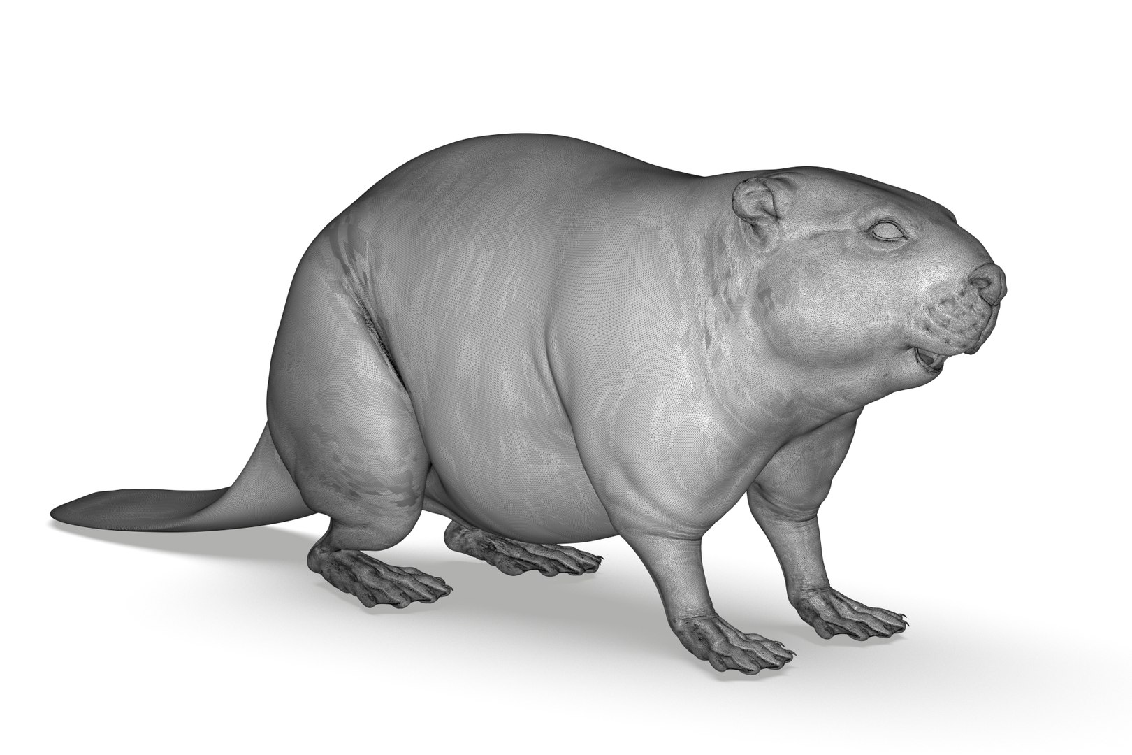 Beaver 3D Model - TurboSquid 2205846