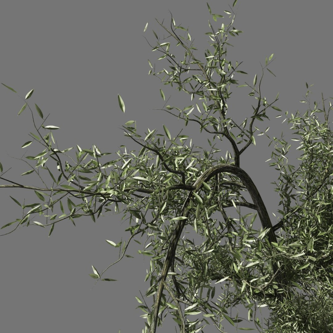 Olive Tree 3d 3ds