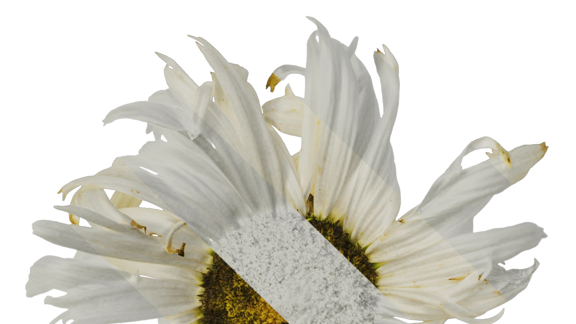 3D Anydrafts Leucanthemum Superbum Aglaia Flower 01 Textures ...