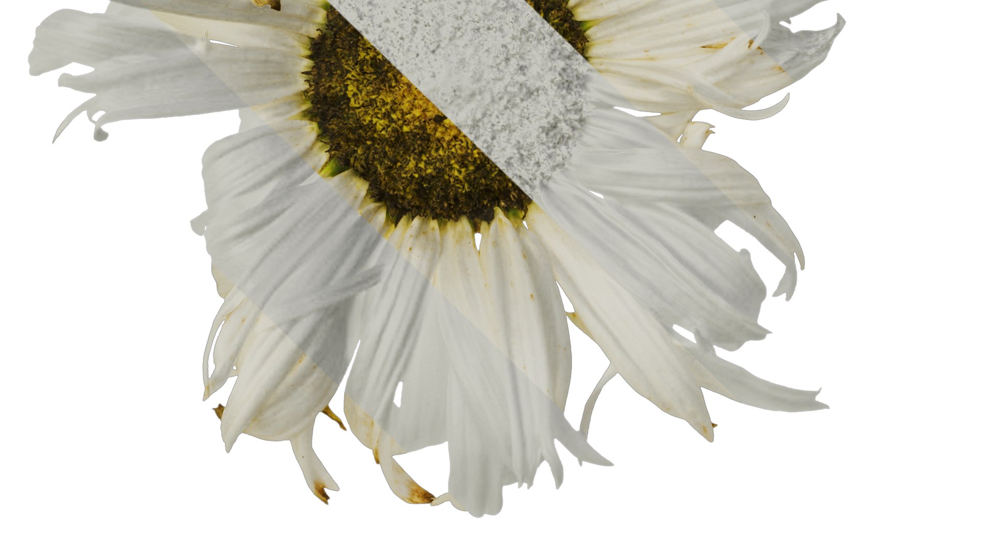 3D Anydrafts Leucanthemum Superbum Aglaia Flower 01 Textures ...