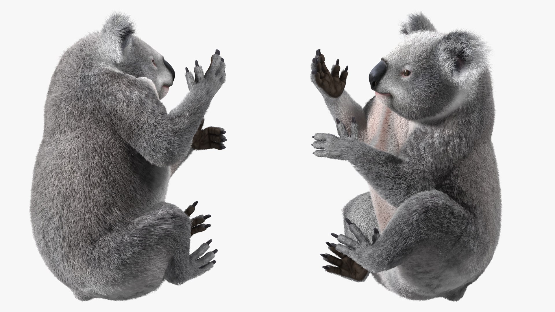 Koala Climbing Fur 3D - TurboSquid 2167648