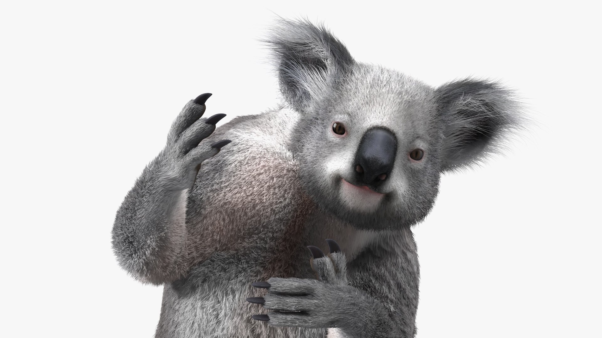 Koala Climbing Fur 3D - TurboSquid 2167648