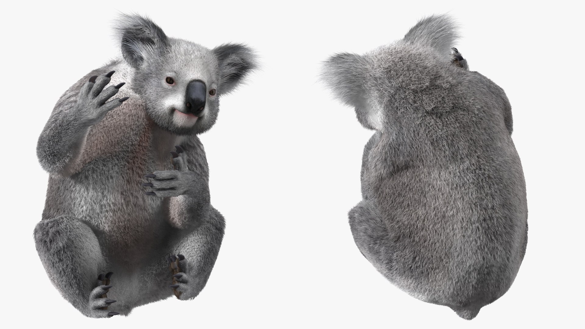 Koala Climbing Fur 3D - TurboSquid 2167648