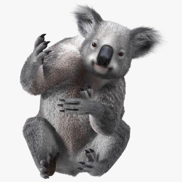 Koala 3D Models for Download | TurboSquid