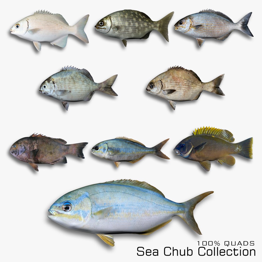3D Sea Chub Collection Model - TurboSquid 1817963