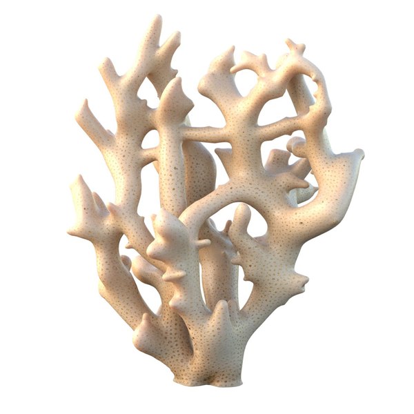 サンゴ礁 293Dモデル - TurboSquid 2455785
