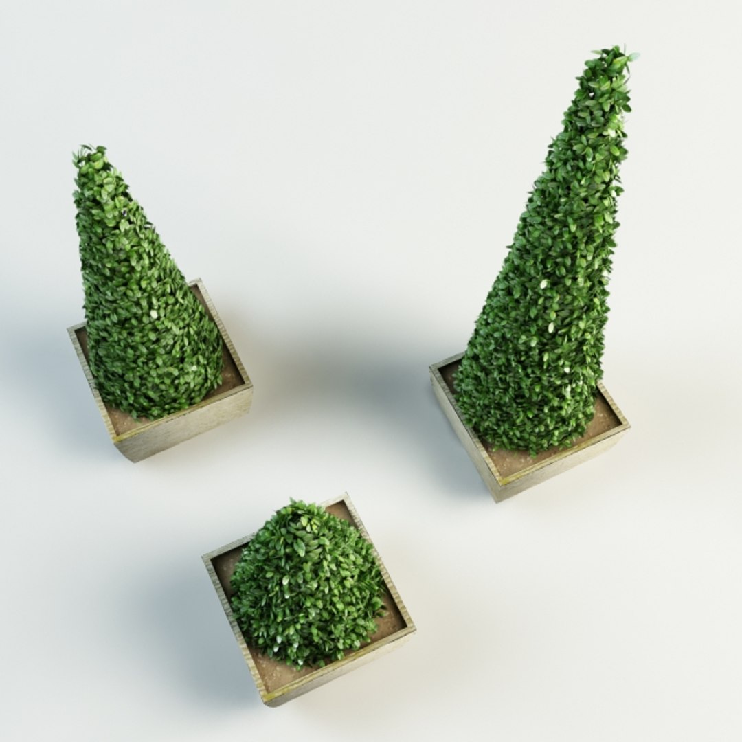 3d Pyramidal Boxwood