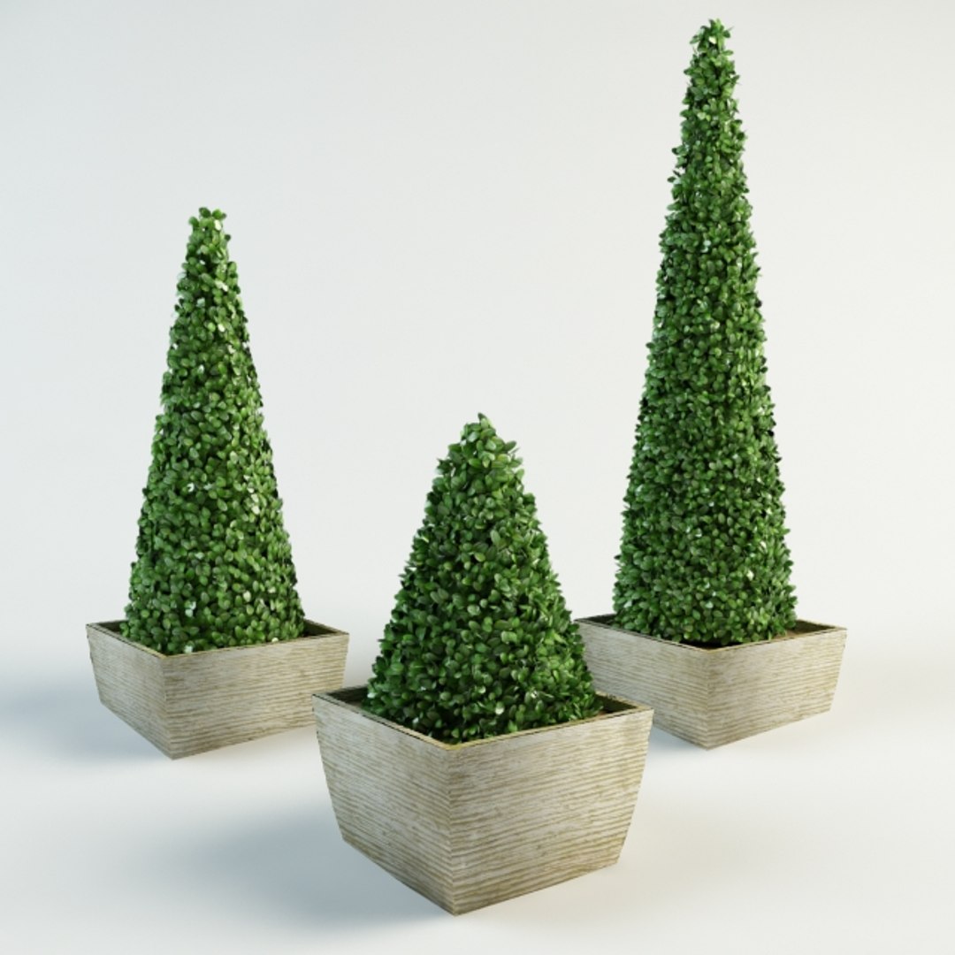 3d Pyramidal Boxwood
