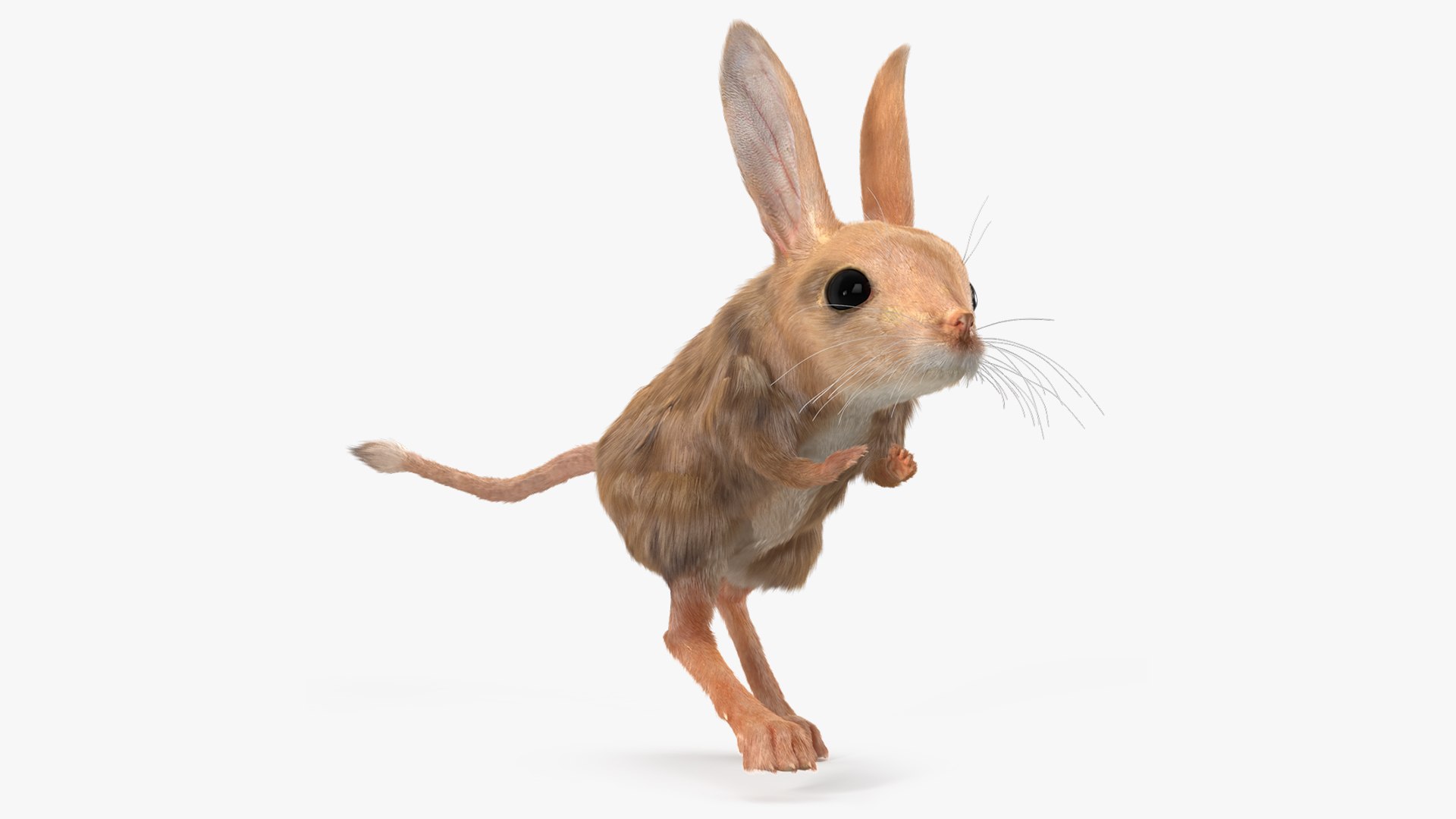 3D Desert Jerboa Fur Model - TurboSquid 2197015