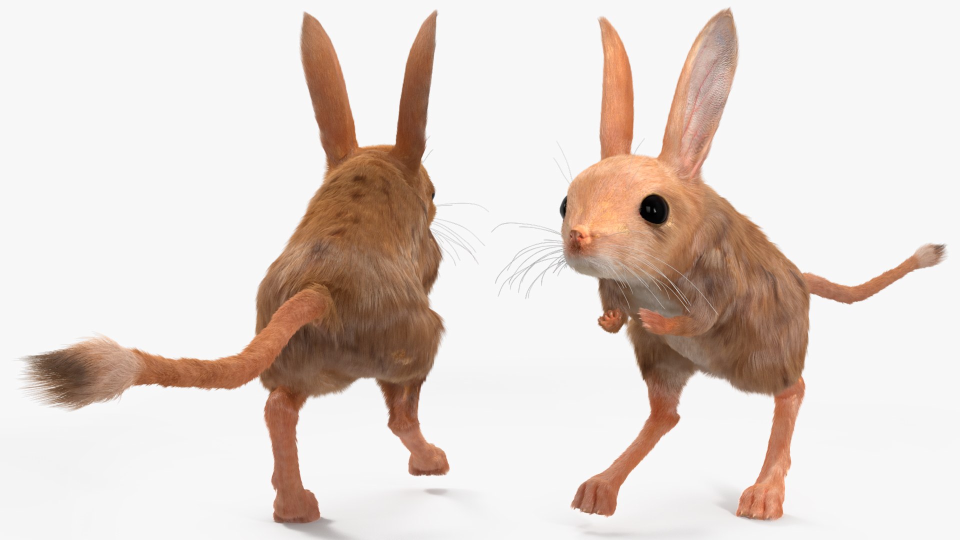 3D Desert Jerboa Fur Model - TurboSquid 2197015