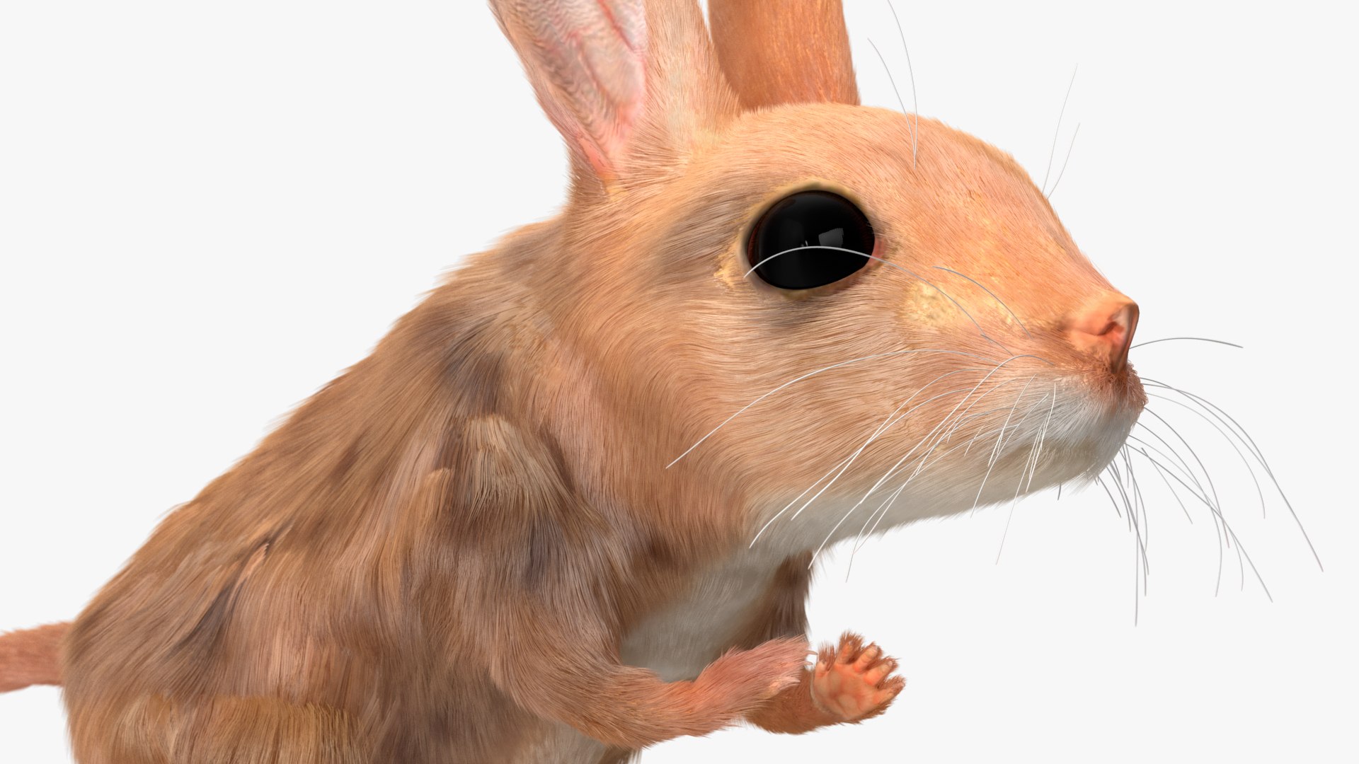 3D Desert Jerboa Fur Model - TurboSquid 2197015
