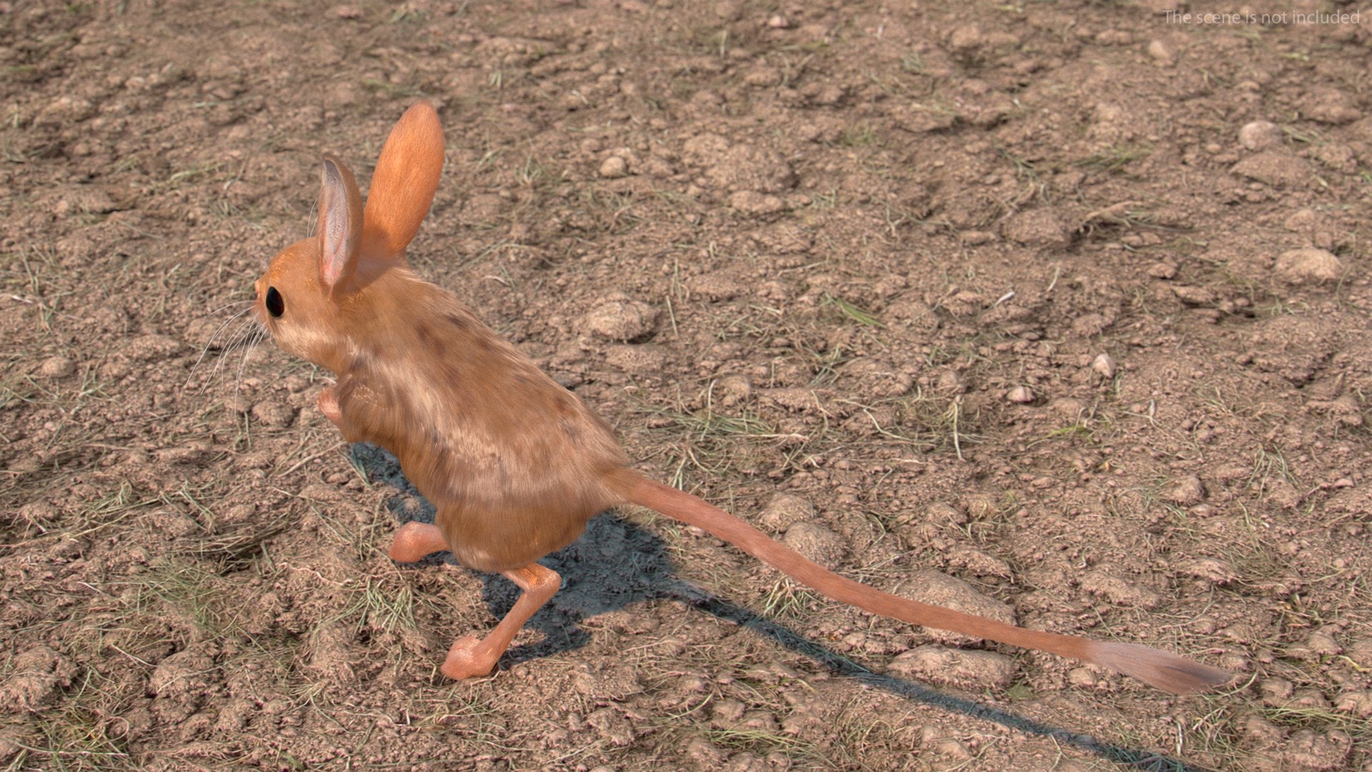 3D Desert Jerboa Fur Model - TurboSquid 2197015