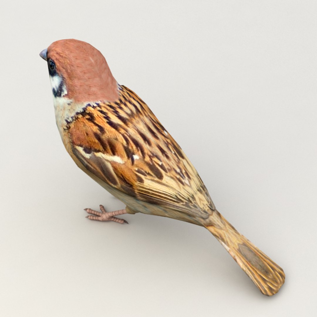 3d Model Sparrow