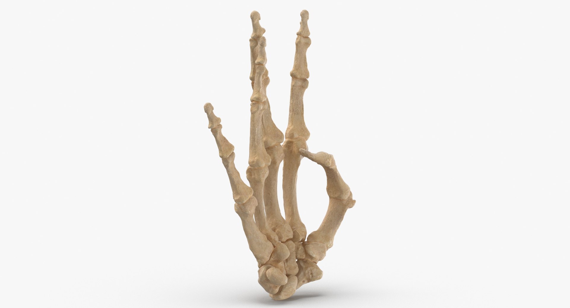 3D Human Hand Bones Signs White and Yellow Collection 07 - 4 models ...