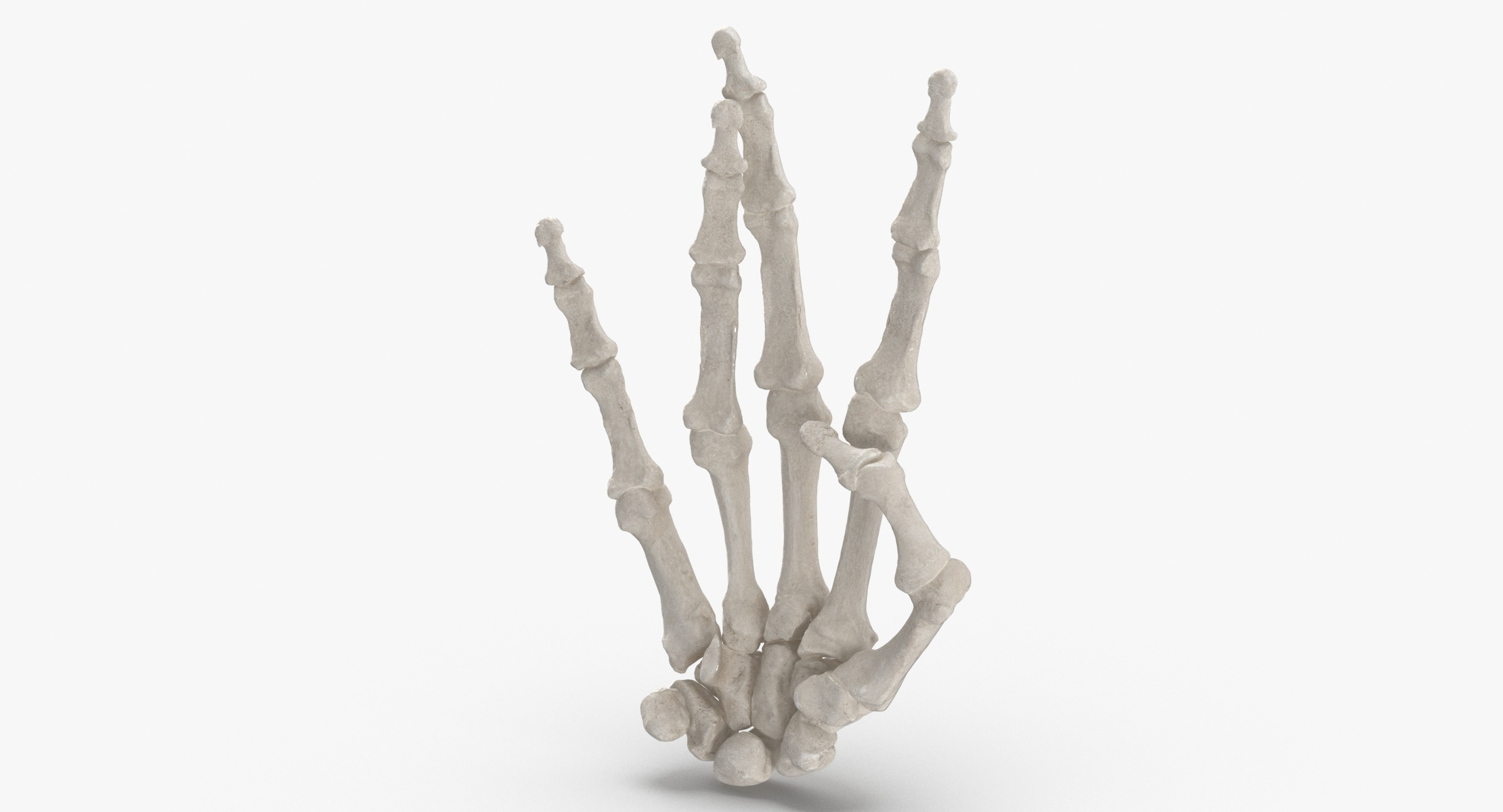 3D модель Human Hand Bones Signs White and Yellow Collection 07 - 4 ...