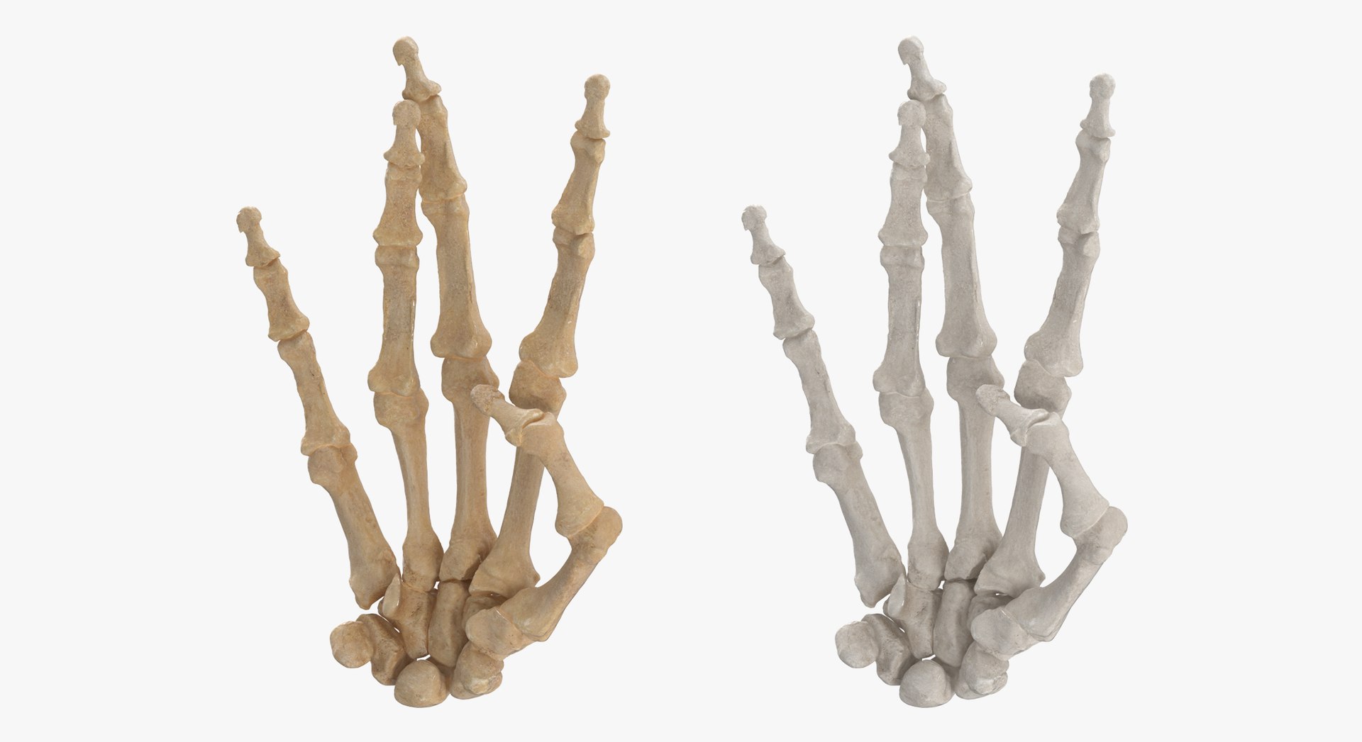 3D Human Hand Bones Signs White and Yellow Collection 07 - 4 models ...