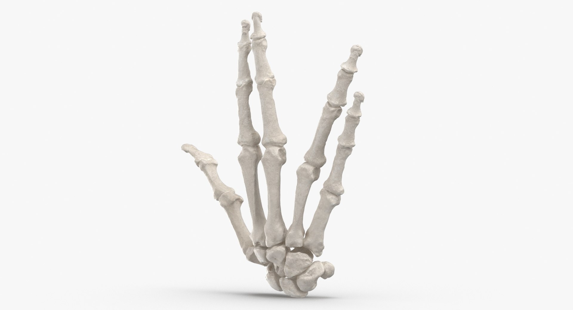 3D Human Hand Bones Signs White and Yellow Collection 07 - 4 models ...