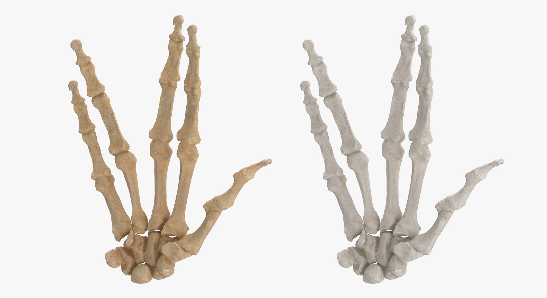 3D Human Hand Bones Signs White and Yellow Collection 07 - 4 models ...