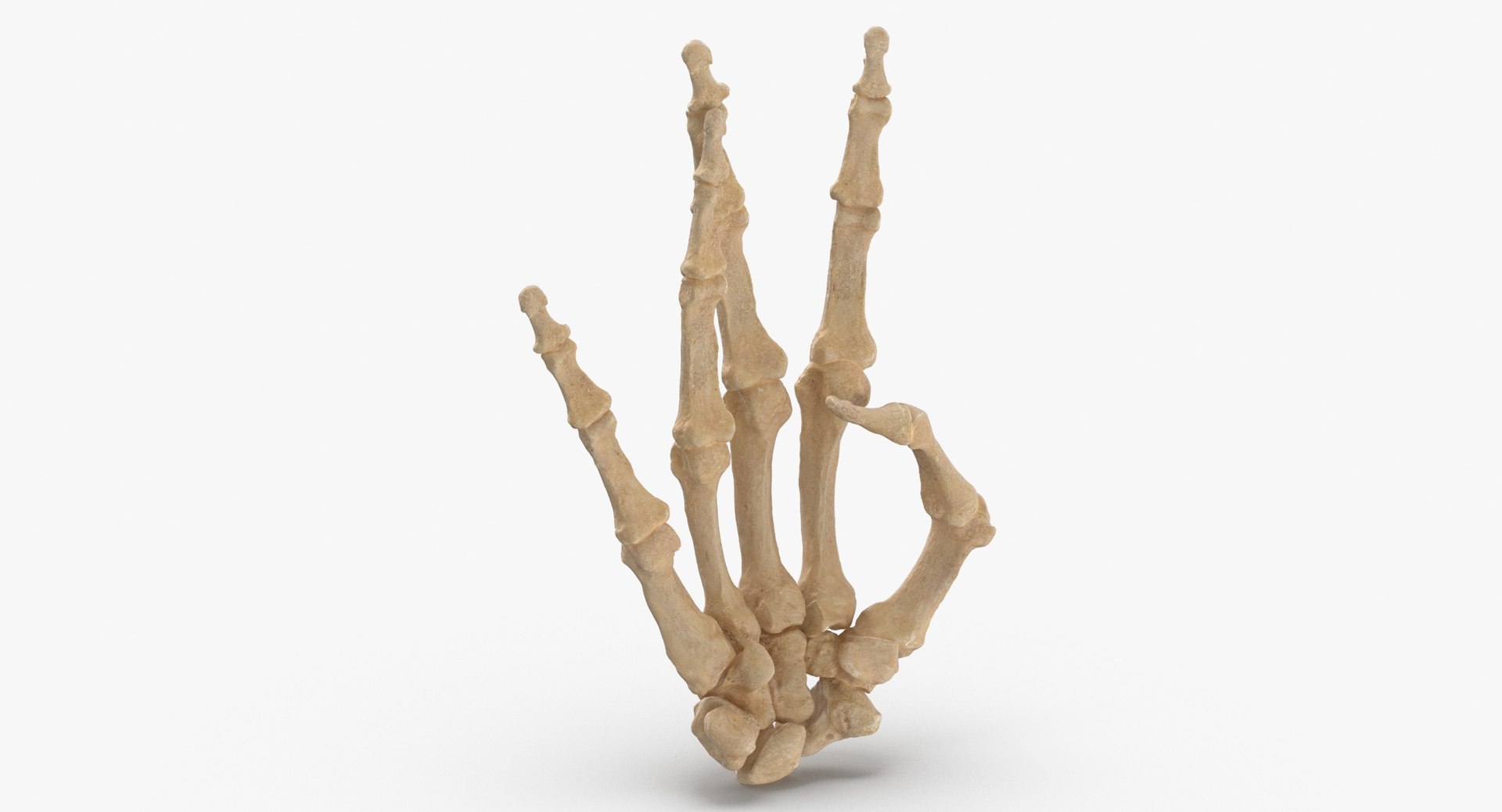 3D Human Hand Bones Signs White and Yellow Collection 07 - 4 models ...