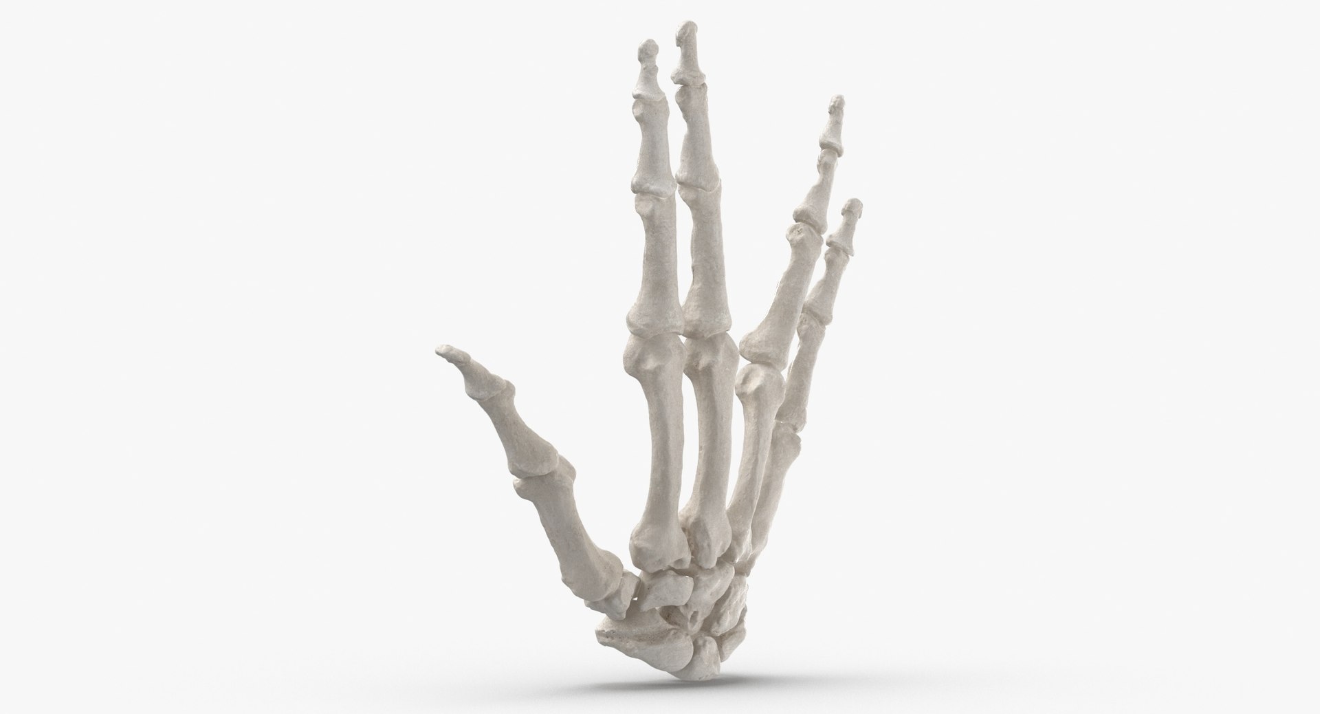 3D Human Hand Bones Signs White and Yellow Collection 07 - 4 models ...