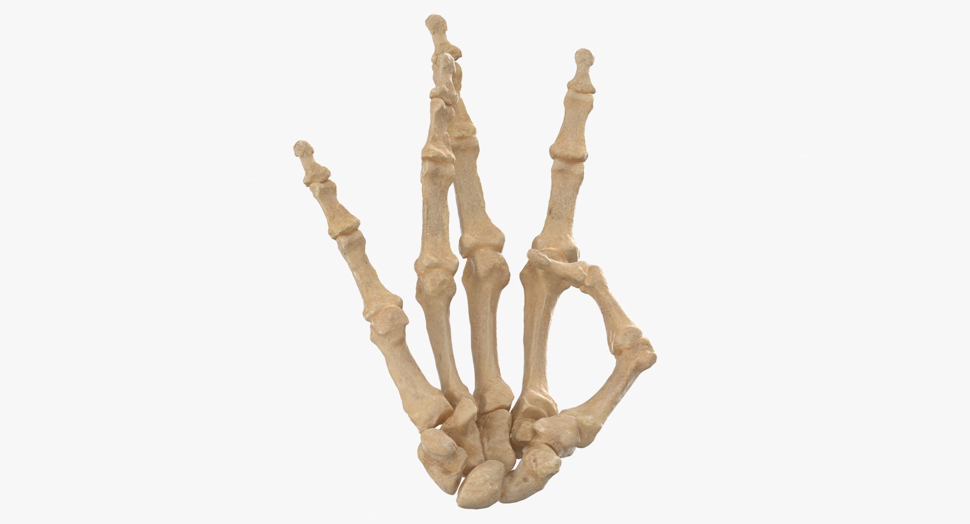 3D Human Hand Bones Signs White and Yellow Collection 07 - 4 models ...