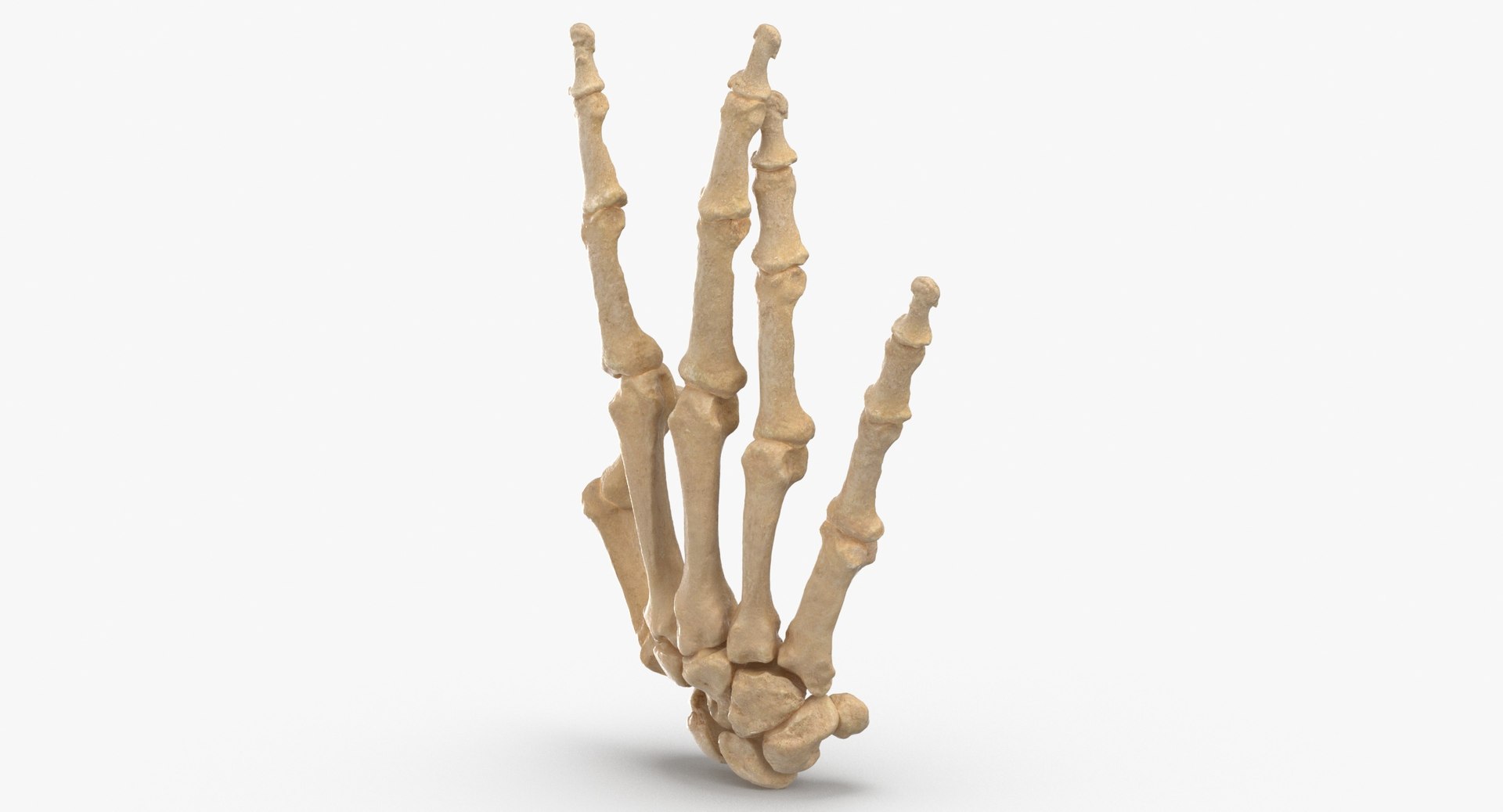 3D Human Hand Bones Signs White and Yellow Collection 07 - 4 models ...