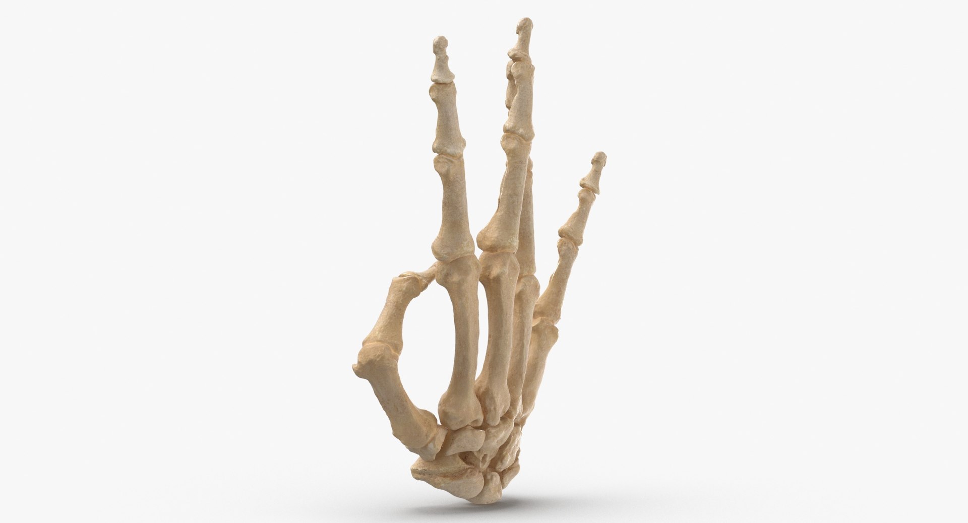 3D Human Hand Bones Signs White and Yellow Collection 07 - 4 models ...