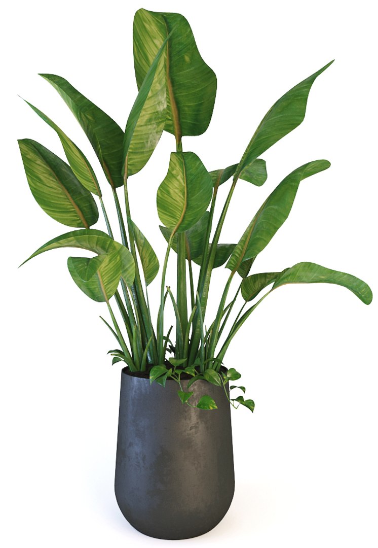 Plant 3D - TurboSquid 1245568