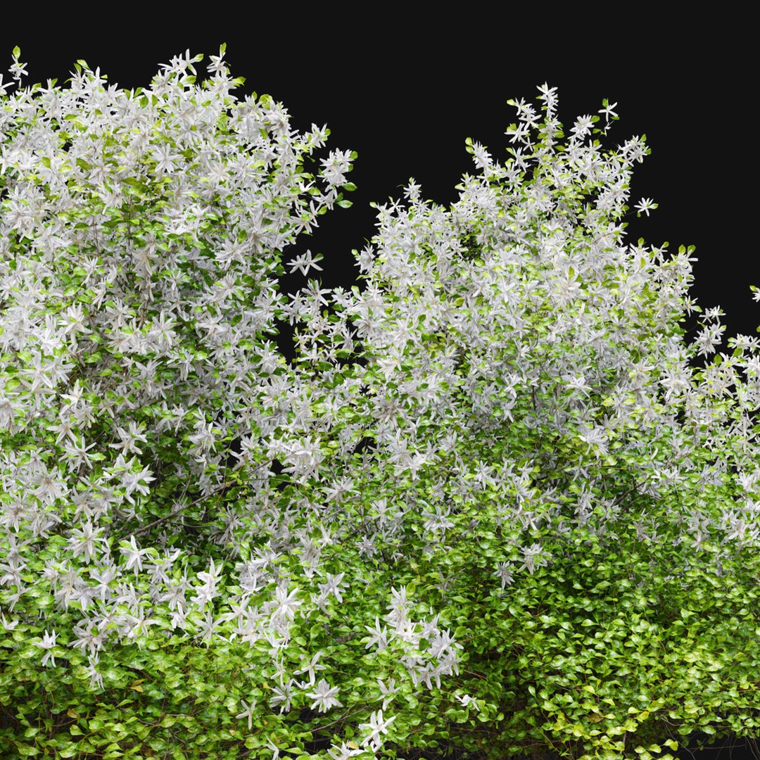 3D Mock Orange Bush Model - TurboSquid 1949435