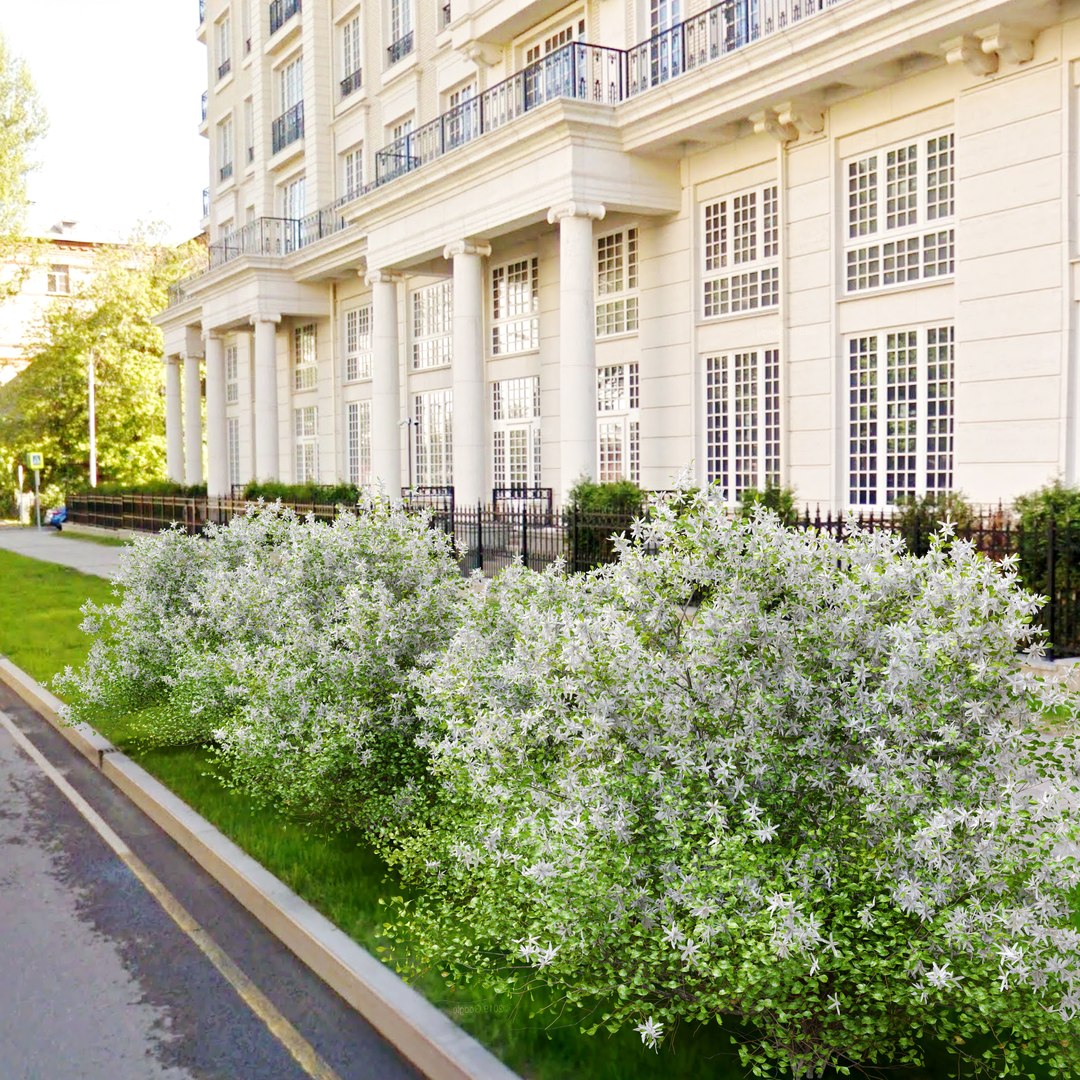 3D Mock Orange Bush Model - TurboSquid 1949435