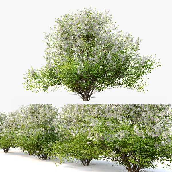 Mock orange bush 3D 모델 - TurboSquid 1949435