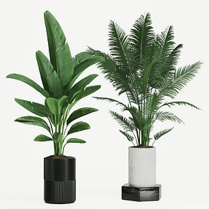 Swiss Cheese Plant 3D Models for Download | TurboSquid