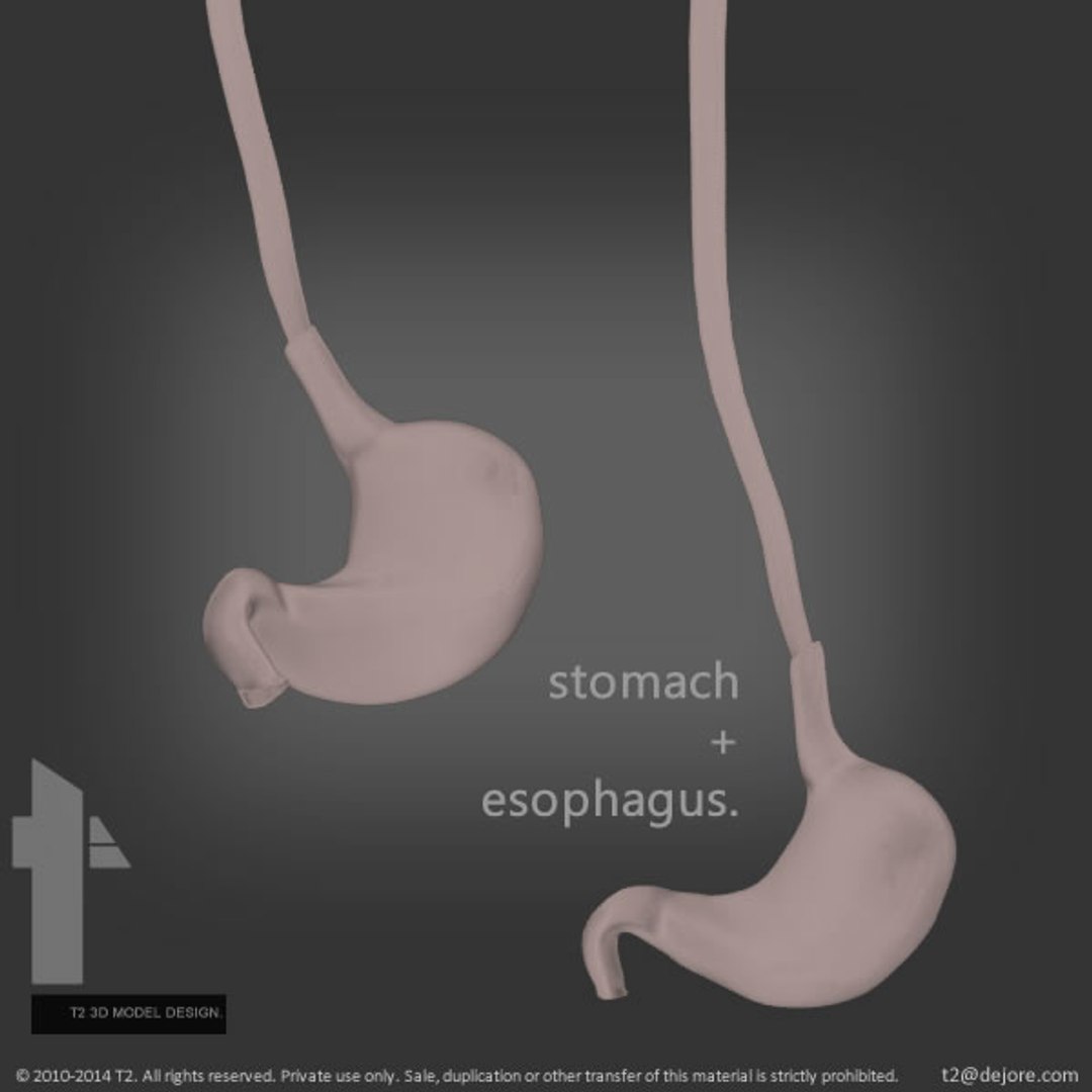 Human Skeletal Digestive Max