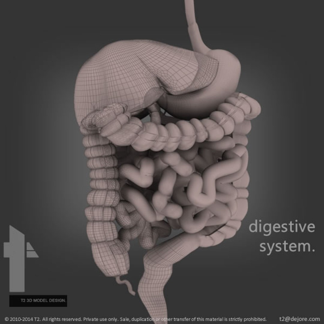 Human Skeletal Digestive Max