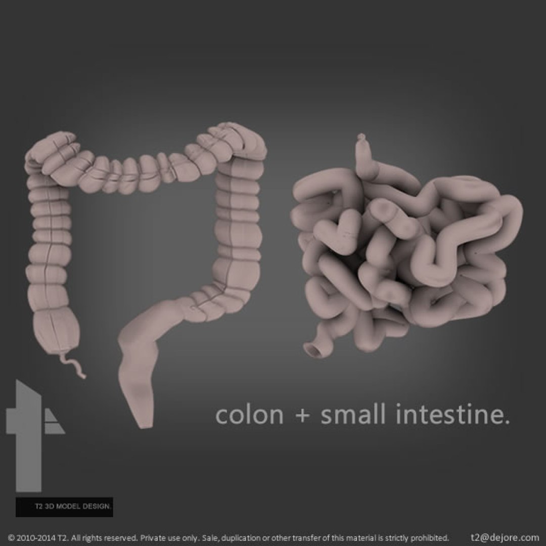 Human Skeletal Digestive Max